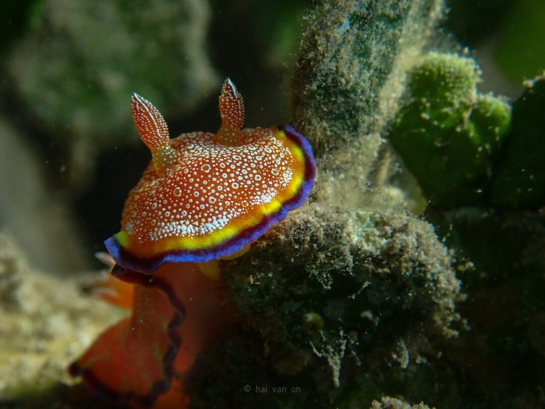 new nudibranch spotted - kawaihae reef