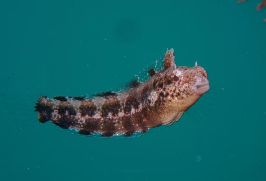 variable sabretooth blenny, uncommon - kawaihae reef